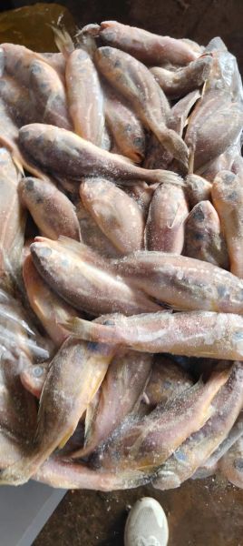 冷冻小黄花鱼怎么做好吃_冷冻小黄花鱼的做法-第1张图片-山城妙识