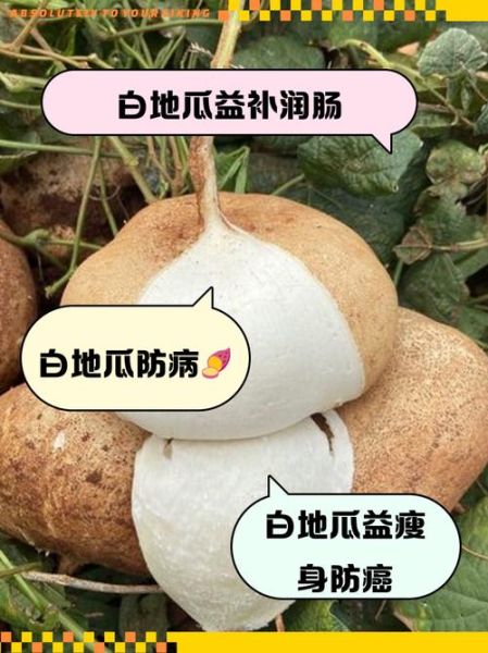 白地瓜怎么吃_白地瓜怎么做好吃-第1张图片-山城妙识