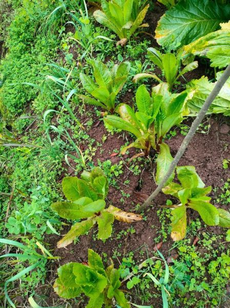 跟莴笋很像的菜脆脆的_是什么蔬菜-第3张图片-山城妙识