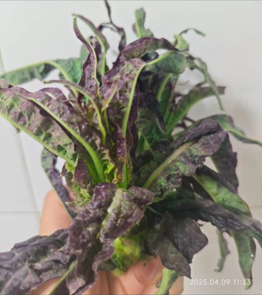 跟莴笋很像的菜脆脆的_是什么蔬菜-第2张图片-山城妙识