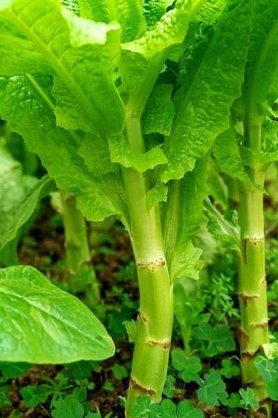 跟莴笋很像的菜脆脆的_是什么蔬菜-第1张图片-山城妙识