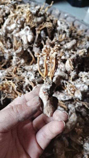 金蝉花图片大全_金蝉花真假怎么辨别-第2张图片-山城妙识