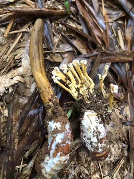 金蝉花图片大全_金蝉花真假怎么辨别-第1张图片-山城妙识