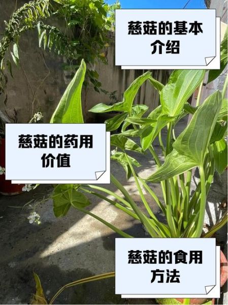 慈菇是什么_慈菇的功效与作用-第2张图片-山城妙识