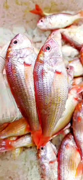 红杉鱼刺多吗_如何正确去刺-第1张图片-山城妙识