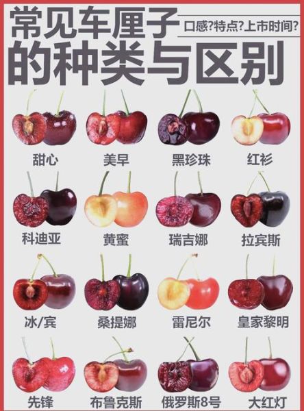 山东大樱桃和车厘子区别_如何辨别真假车厘子-第2张图片-山城妙识
