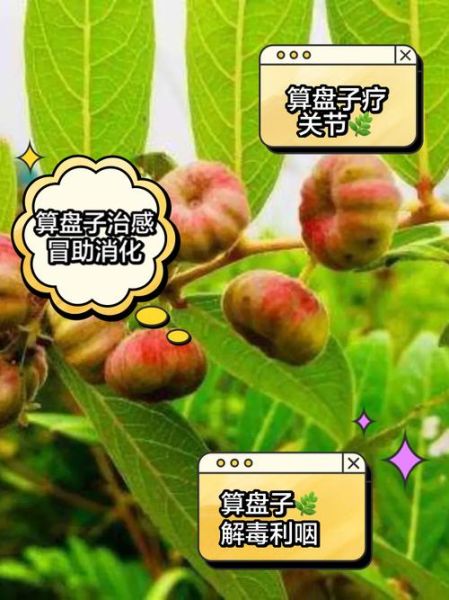 算盘子根能长期喝吗_算盘子根长期喝有什么副作用-第3张图片-山城妙识