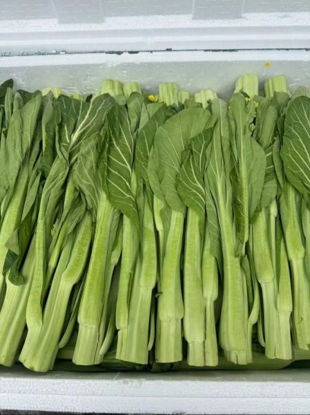 迟菜心的功效与作用_迟菜心怎么吃最营养-第2张图片-山城妙识 迟菜心的功效与作用_迟菜心怎么吃最营养-第2张图片-山城妙识