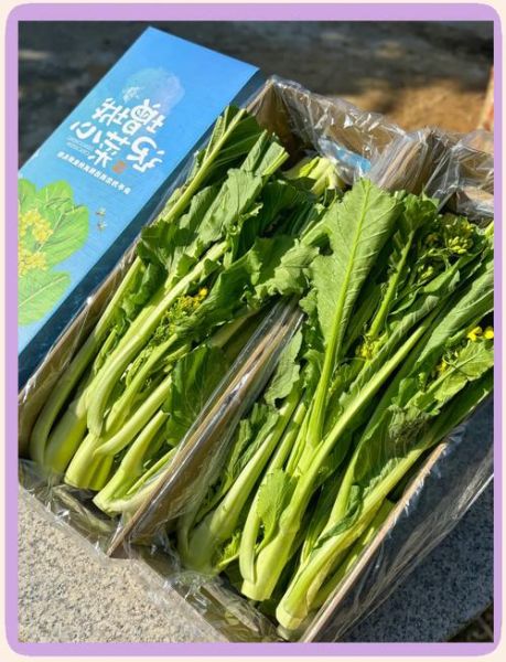 迟菜心的功效与作用_迟菜心怎么吃最营养-第1张图片-山城妙识 迟菜心的功效与作用_迟菜心怎么吃最营养-第1张图片-山城妙识