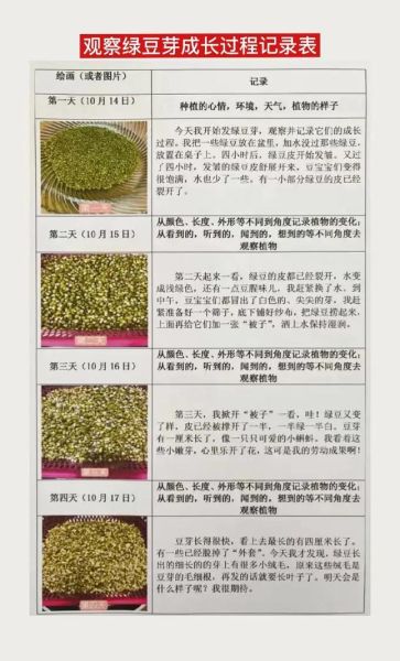 四年级豆芽观察日记怎么写_豆芽生长过程记录-第2张图片-山城妙识