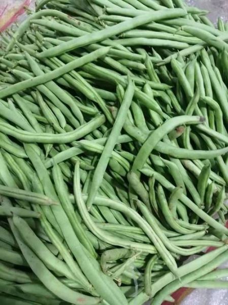 云豆角的功效与作用_云豆角怎么吃最营养-第3张图片-山城妙识