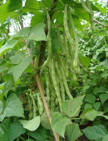云豆角的功效与作用_云豆角怎么吃最营养-第2张图片-山城妙识
