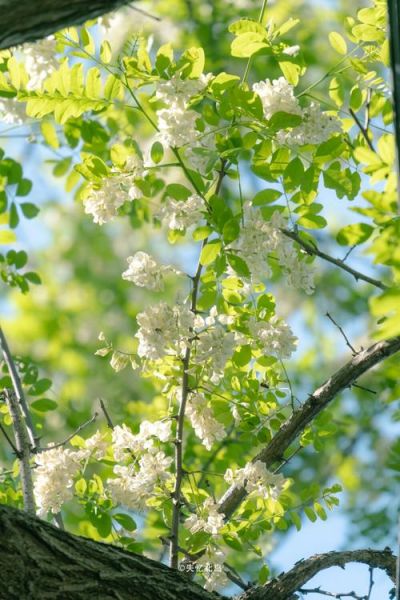 槐花图片高清_槐花高清图怎么拍-第1张图片-山城妙识