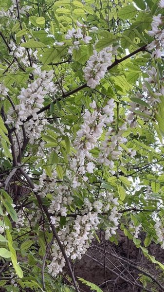 槐花图片高清_槐花高清图怎么拍-第3张图片-山城妙识