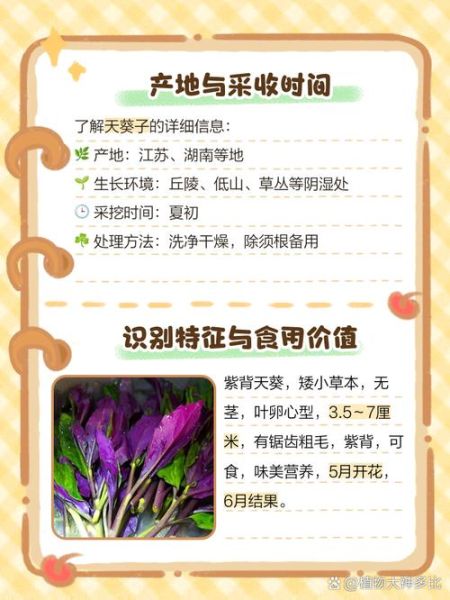 天葵子是什么_天葵子功效与作用-第3张图片-山城妙识