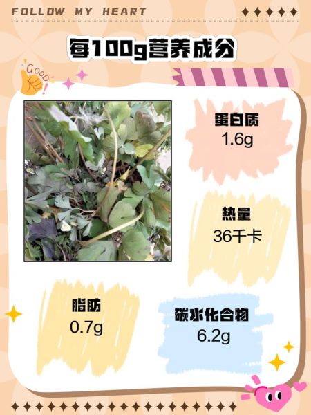 天葵子是什么_天葵子功效与作用-第2张图片-山城妙识