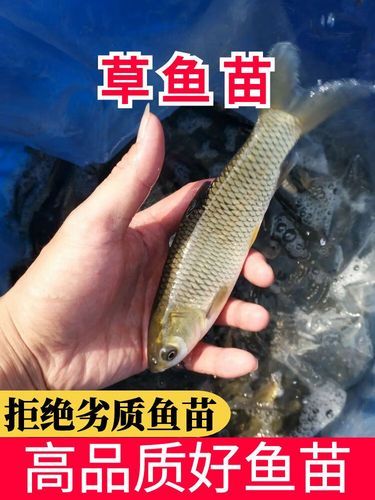 大草鱼图片_如何分辨野生与养殖-第3张图片-山城妙识