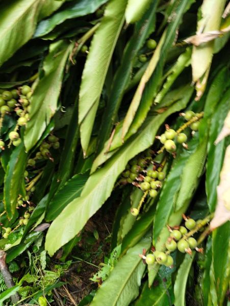 草寇图片_草寇香料怎么用-第3张图片-山城妙识 草寇图片_草寇香料怎么用-第3张图片-山城妙识