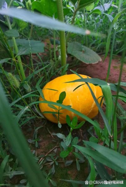 how_to_cook_pumpkin_recipes_is_pumpkin_healthy-第1张图片-山城妙识