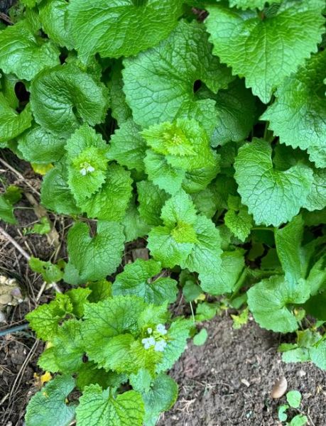 东方大蒜芥是什么植物_东方大蒜芥怎么吃-第1张图片-山城妙识 东方大蒜芥是什么植物_东方大蒜芥怎么吃-第1张图片-山城妙识