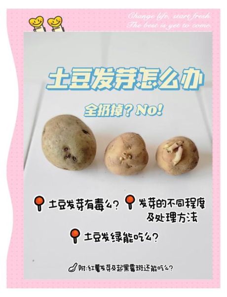 蕃薯发芽还能吃吗_蕃薯保存方法-第3张图片-山城妙识