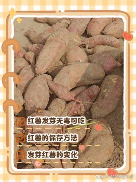 蕃薯发芽还能吃吗_蕃薯保存方法-第2张图片-山城妙识