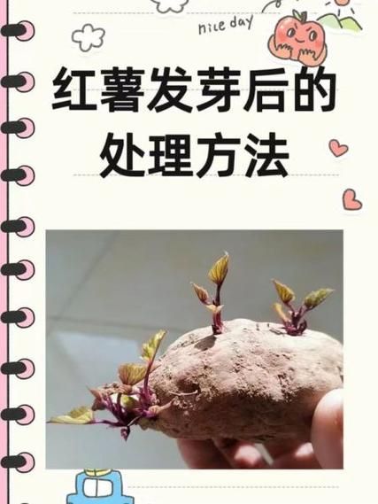 蕃薯发芽还能吃吗_蕃薯保存方法-第1张图片-山城妙识