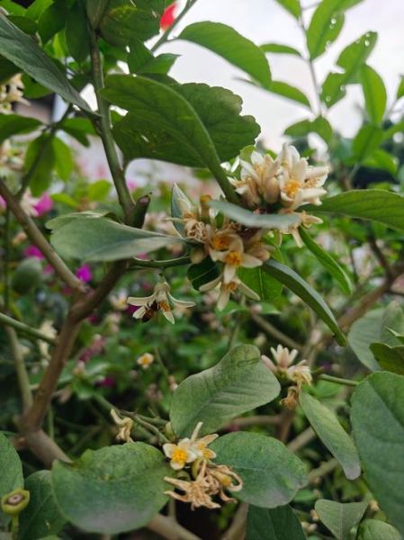 how_to_spell_lemon_in_english_lemon_correct_spelling-第3张图片-山城妙识