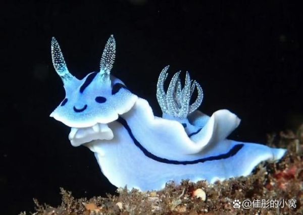 海兔长什么样子_海兔外形特征-第1张图片-山城妙识