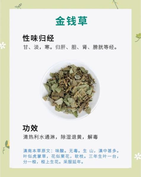 金钱草图片长什么样_金钱草功效与作用有哪些-第1张图片-山城妙识