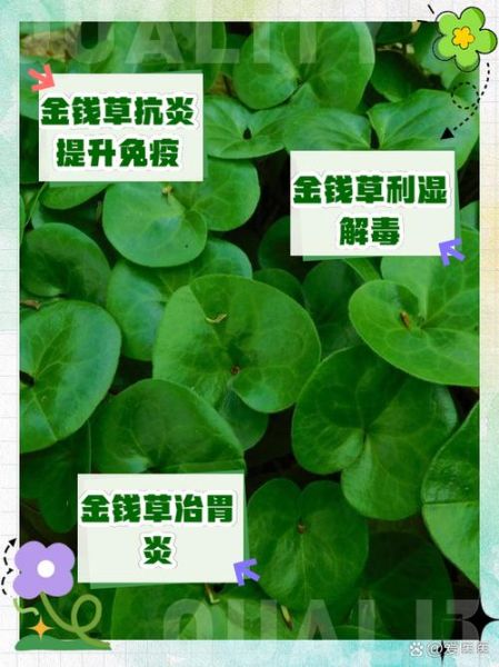 金钱草图片长什么样_金钱草功效与作用有哪些-第3张图片-山城妙识