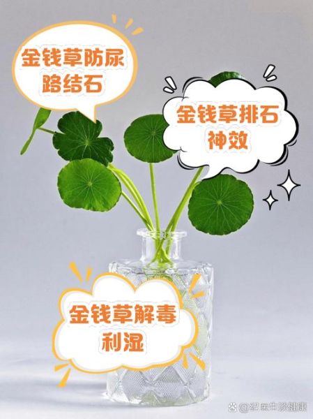 金钱草图片长什么样_金钱草功效与作用有哪些-第2张图片-山城妙识