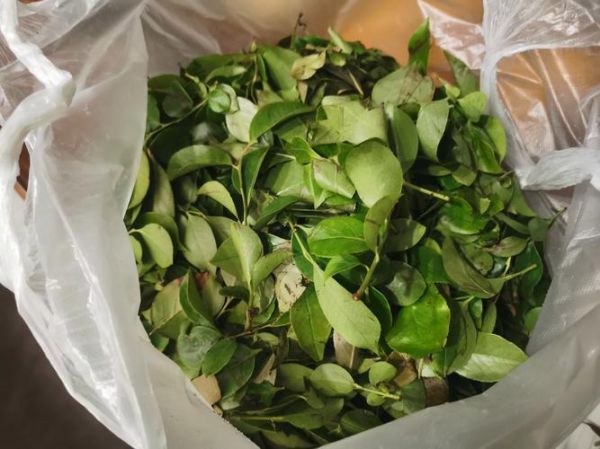 乌米饭怎么做_乌米饭用什么树叶-第2张图片-山城妙识