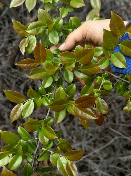 乌米饭怎么做_乌米饭用什么树叶-第3张图片-山城妙识