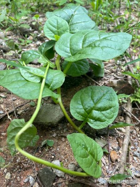 藤菜是什么_藤菜怎么种-第1张图片-山城妙识