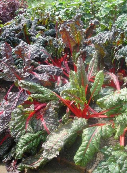 甜菜长什么样_甜菜根和萝卜的区别-第2张图片-山城妙识