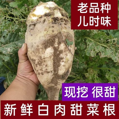 甜菜长什么样_甜菜根和萝卜的区别-第1张图片-山城妙识