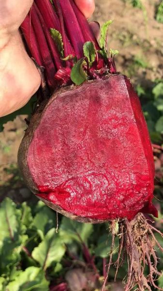 甜菜长什么样_甜菜根和萝卜的区别-第3张图片-山城妙识