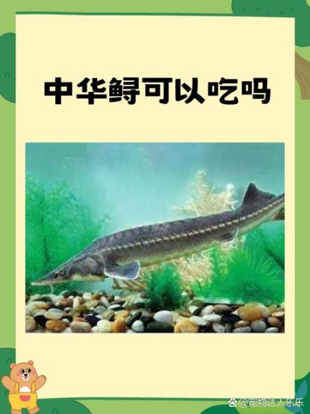 中华鲟可以吃吗_犯法吗-第1张图片-山城妙识