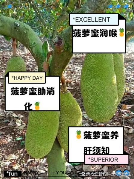 菠萝蜜吃了有什么好处_菠萝蜜的营养价值-第2张图片-山城妙识 菠萝蜜吃了有什么好处_菠萝蜜的营养价值-第2张图片-山城妙识