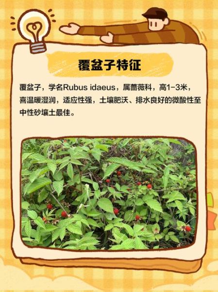 野生覆盆子树长什么样_如何辨认野生覆盆子-第3张图片-山城妙识 野生覆盆子树长什么样_如何辨认野生覆盆子-第3张图片-山城妙识