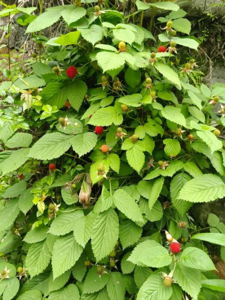 野生覆盆子树长什么样_如何辨认野生覆盆子-第1张图片-山城妙识 野生覆盆子树长什么样_如何辨认野生覆盆子-第1张图片-山城妙识