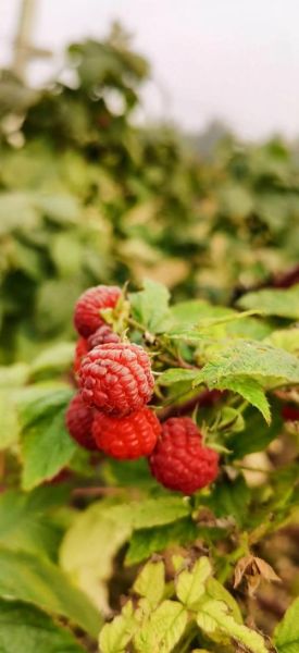 野生覆盆子树长什么样_如何辨认野生覆盆子-第2张图片-山城妙识 野生覆盆子树长什么样_如何辨认野生覆盆子-第2张图片-山城妙识