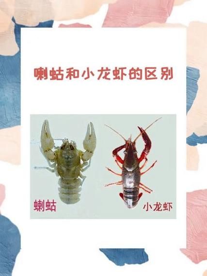 蝲蛄图片_蝲蛄与小龙虾区别-第2张图片-山城妙识