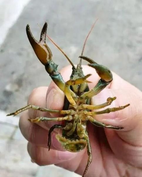 蝲蛄图片_蝲蛄与小龙虾区别-第3张图片-山城妙识
