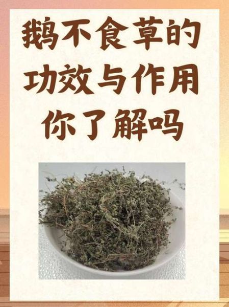 鹅不食草的功效与作用及用量_鹅不食草一天吃多少克-第1张图片-山城妙识