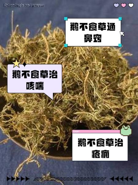 鹅不食草的功效与作用及用量_鹅不食草一天吃多少克-第2张图片-山城妙识