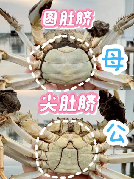 大闸蟹公的好还是母的好_公蟹母蟹哪个更肥-第1张图片-山城妙识