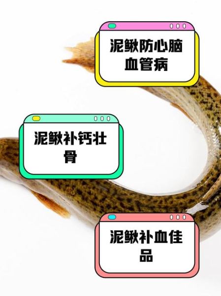 吃泥鳅有什么好处_泥鳅营养价值高吗-第1张图片-山城妙识 吃泥鳅有什么好处_泥鳅营养价值高吗-第1张图片-山城妙识