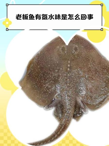 老板鱼图片大全大图_老板鱼高清图片怎么拍-第1张图片-山城妙识